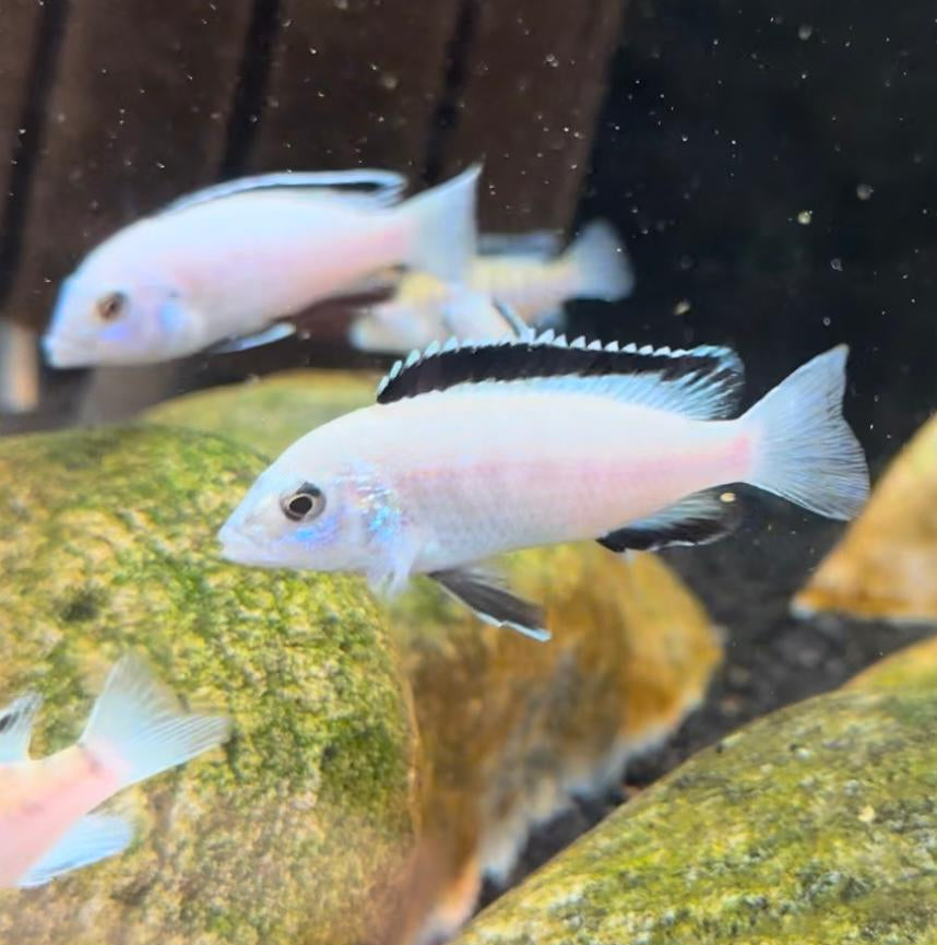 Mbunas – Cichlodian