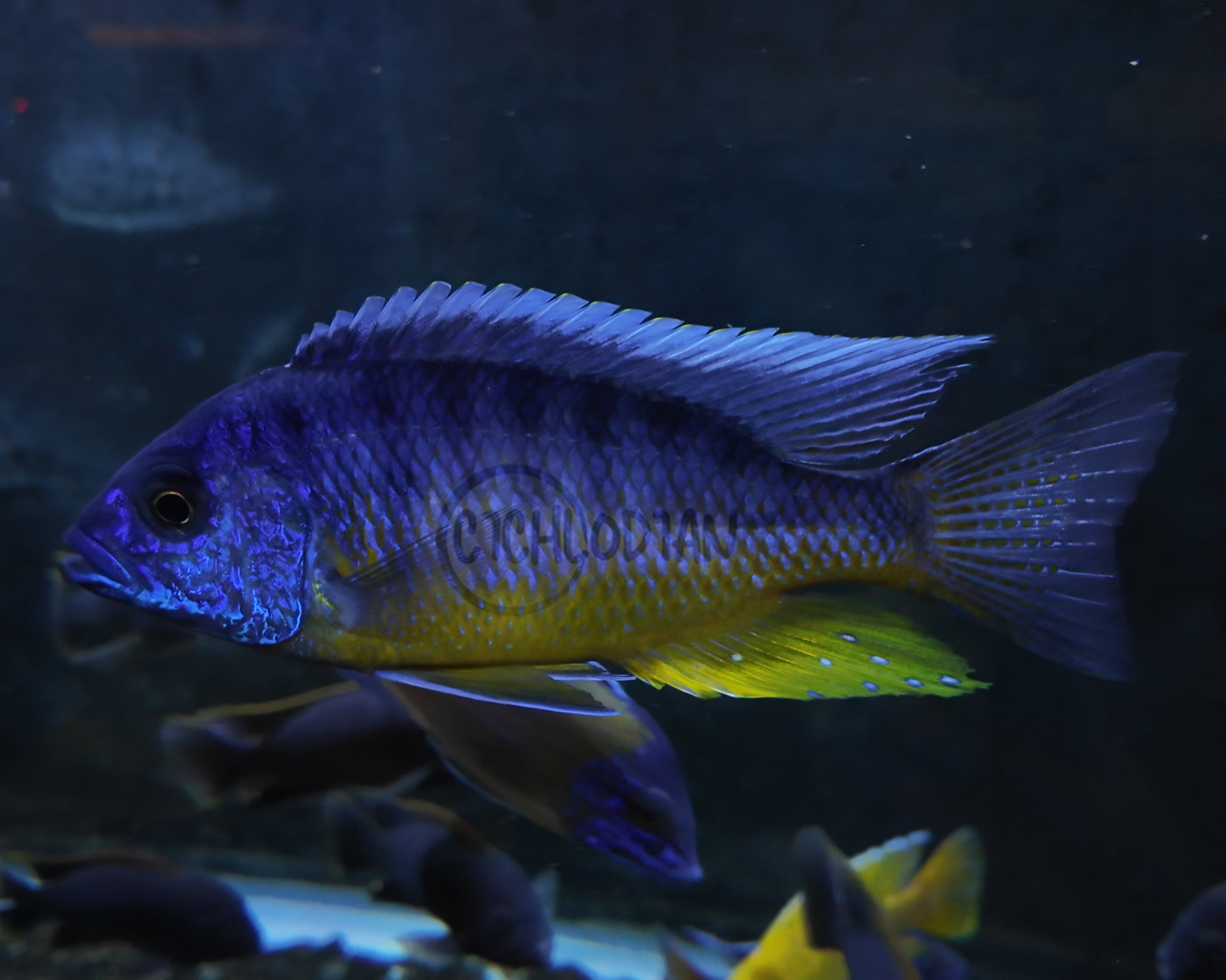 Insignis - Protomelas sp. Spilonotus Tanzania – Cichlodian